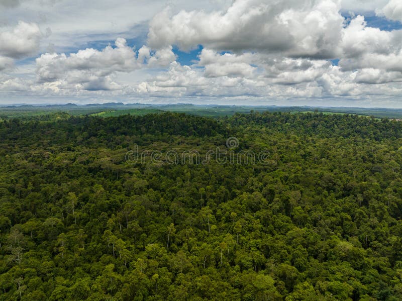 Tropical Forest on the Island of Borneo. Malaysia Stock Photo - Image ...