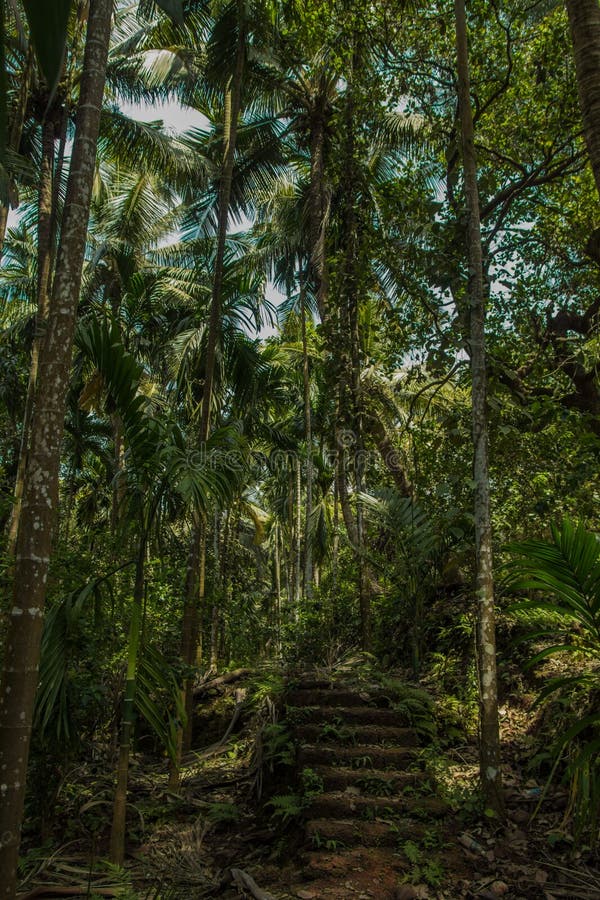 Jungle in Tropical Spice Plantation, Goa, India Stock Image - Image of ...