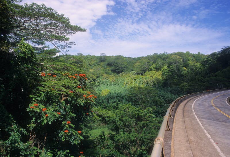 Jungle View stock photo. Image of dense, bridge, exploring - 13176782