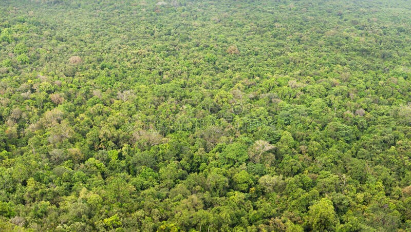 Top view of forest stock photo. Image of beauty, jungle - 104347806