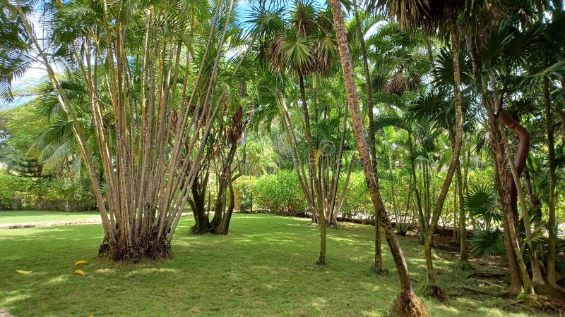 Jungle View in Mexico stock image. Image of maya, tropical - 298995997