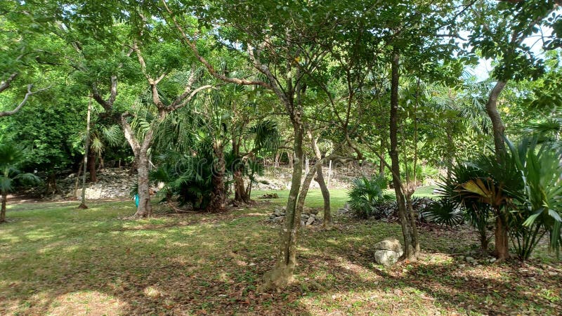 Jungle View in Mexico stock image. Image of cancun, biosphere - 298996009