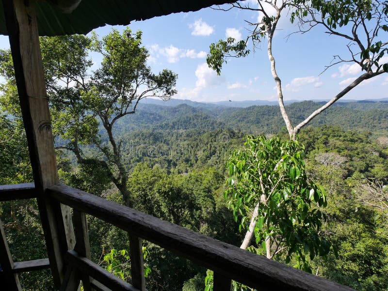 Jungle View from a Tree-house Stock Photo - Image of blue, peace: 87067248