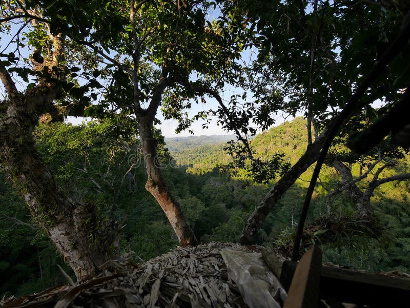 Jungle View from a Tree-house Stock Photo - Image of house, view: 87067242