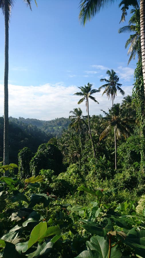 Jungle view stock image. Image of view, ubud, jungle - 96518263