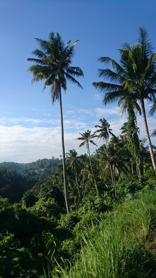 Jungle view stock image. Image of vegetation, indonesia - 96518321