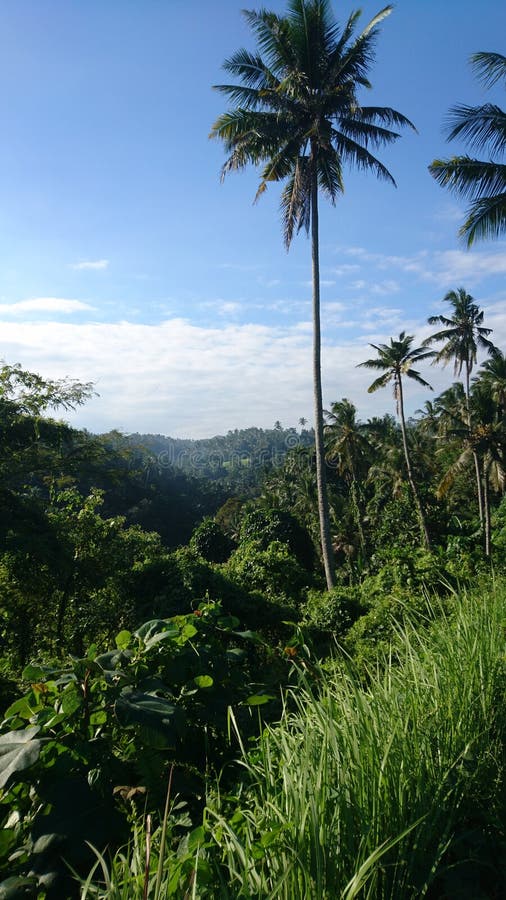 Jungle view stock photo. Image of vegetation, plant, tree - 96518490