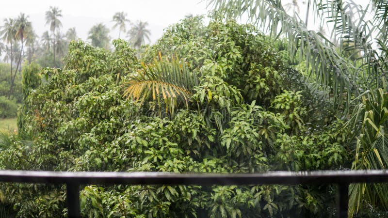 Jungle View from the Window. Stock Photo - Image of summer, plant ...