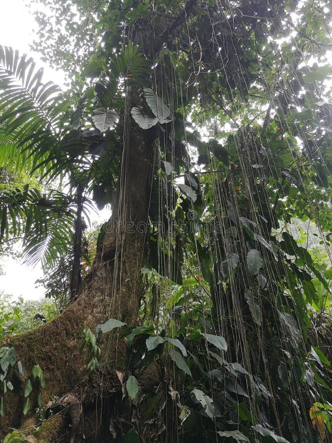 Jungle Vines Hanging from a Tree Stock Photo - Image of trunk, people ...