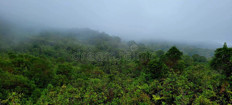 Jungle on the Volcano stock photo. Image of nature, tree - 261107030