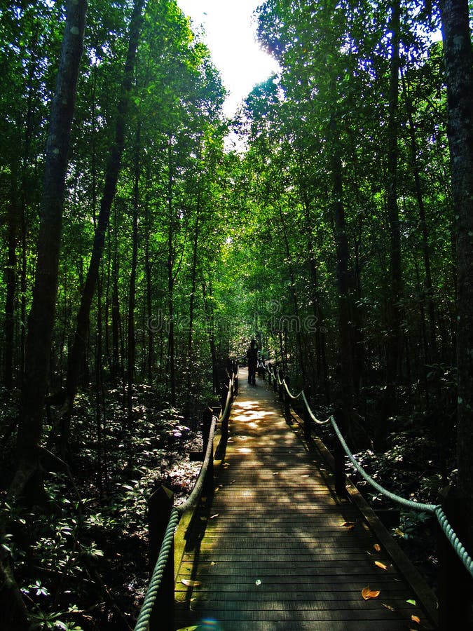 Jungle Walk stock photo. Image of bush, nature, green - 1267088