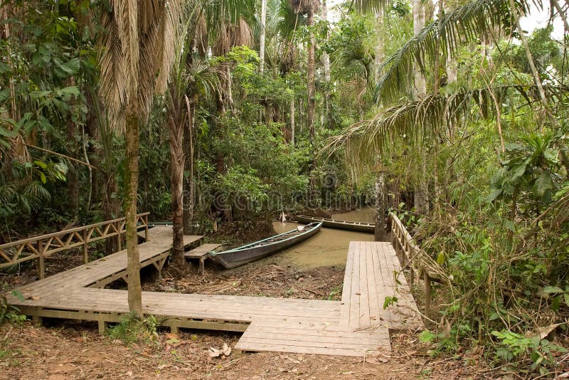 Jungle Walk stock photo. Image of america, tropical, lake - 5656850