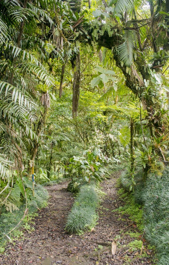 Jungle Walk stock photo. Image of background, serene - 54044294