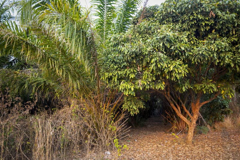 Jungle Walks and Tracks Native Rainforest with Its Diverse and Natural ... Jungle Walks and Tracks Native Rainforest with Its Diverse and Natural ...