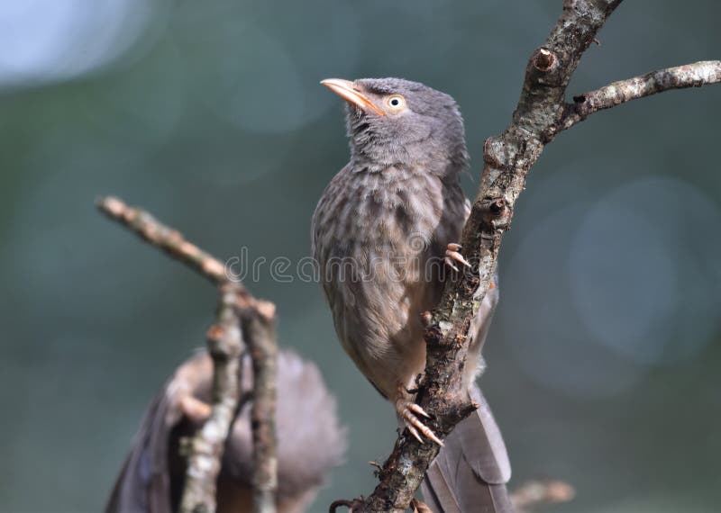Jungle Warbler Bird on Stick Stock Photo - Image of flower, animal ...