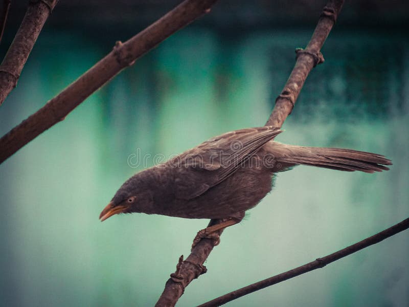 Jungle Warblers are Gregarious Birds Calling All Other Birds for Food 6 ...