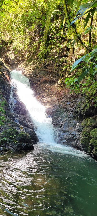 Jungle waterfall natural stock image. Image of woodland - 238253757