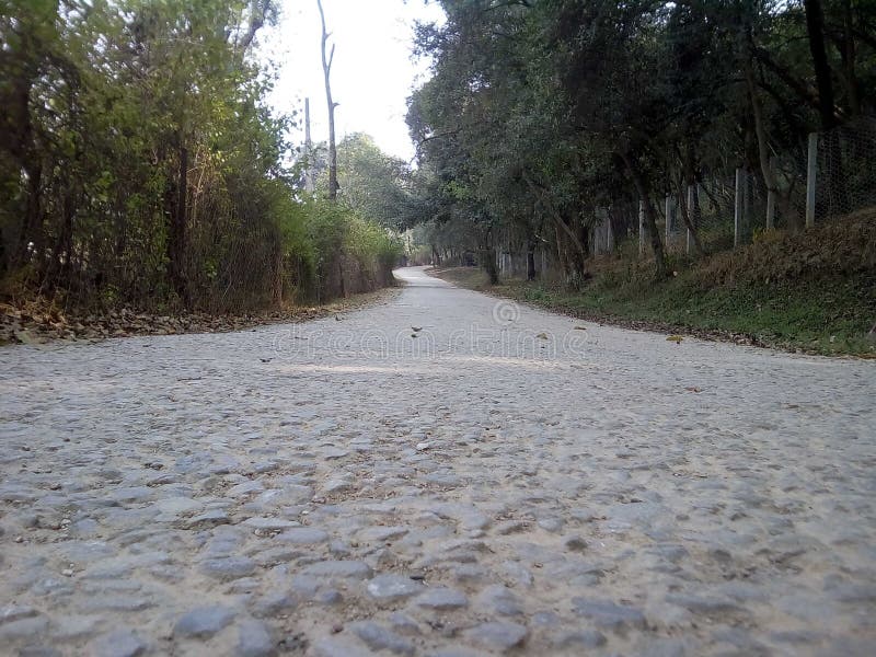 Jungle way seen of nature stock photo. Image of landscape - 111216942