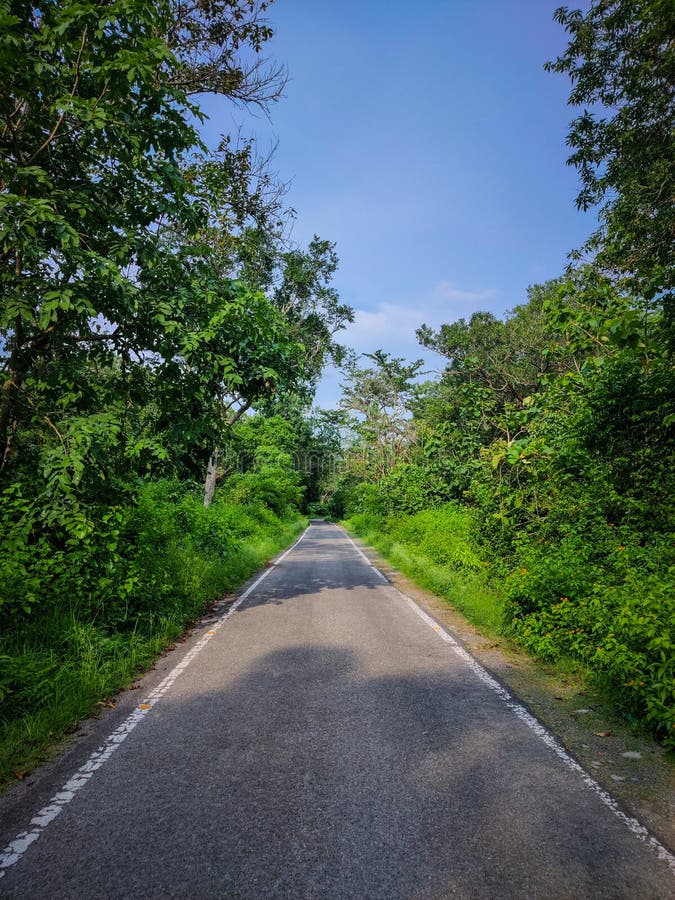 Jungle Ways, Clean Environment, Rainforest Road, Jungle Safari Stock ...