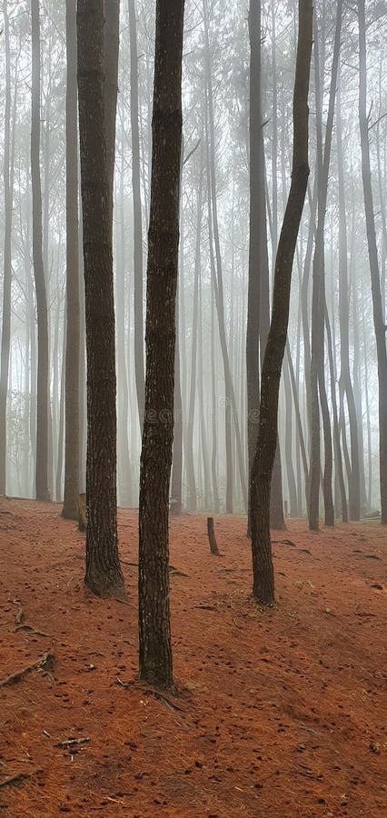 Jungle Woods Mist Foggy Trees Stock Photo - Image of jungle, trees ...