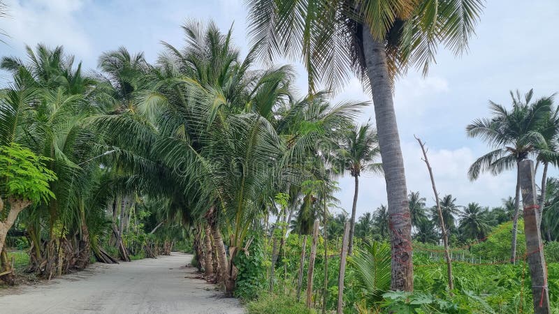 Jungle Woods Walk Path Way in Maldives Stock Image - Image of footpath ...
