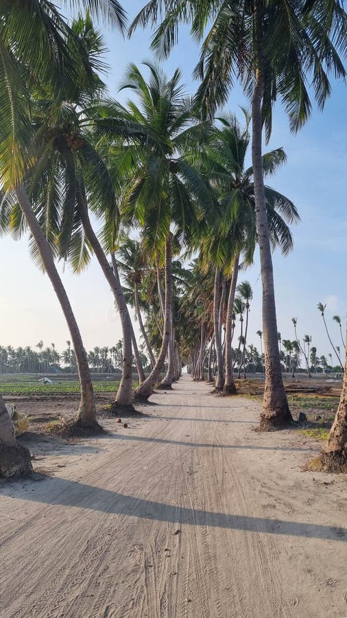 Jungle Woods Walk Path Way in Maldives Stock Image - Image of ...