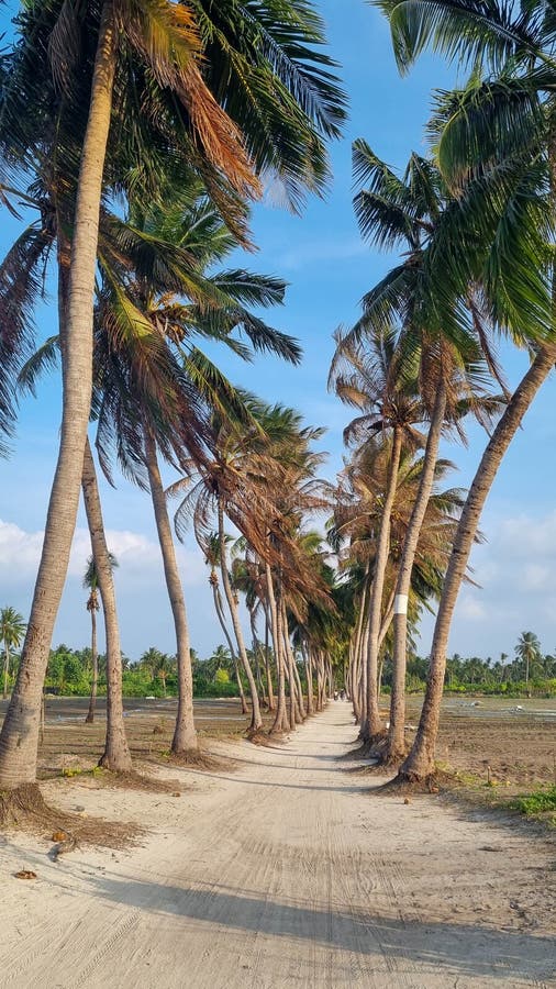 Jungle Woods Walk Path Way in Maldives Stock Image - Image of trail ...