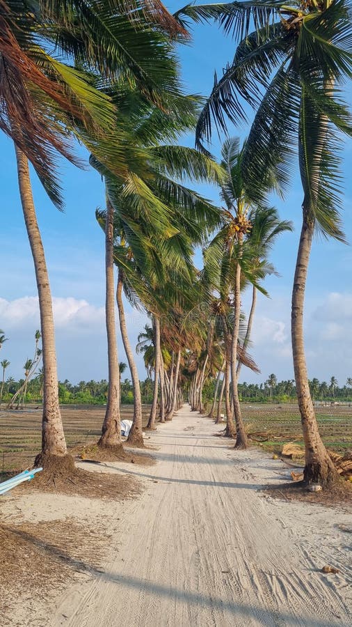 Jungle Woods Walk Path Way in Maldives Stock Image - Image of walk ...