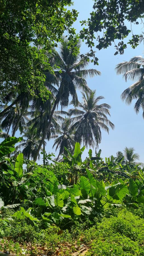 Jungle Woods Walk Path Way in Maldives Stock Photo - Image of ...