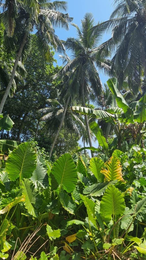 Jungle Woods Walk Path Way in Maldives Stock Image - Image of tropical ...