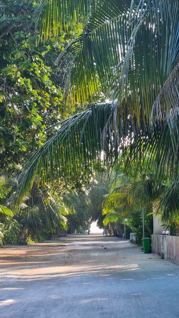 Jungle Woods Walk Path Way in Maldives Stock Image - Image of scenic ...