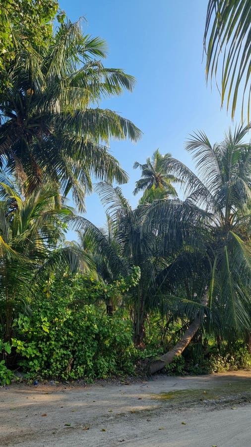 Jungle Woods Walk Path Way in Maldives Stock Photo - Image of ...