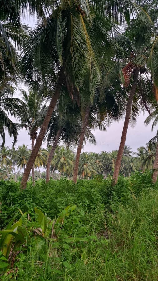 Jungle Woods Walk Path Way in Maldives Stock Image - Image of lush ...