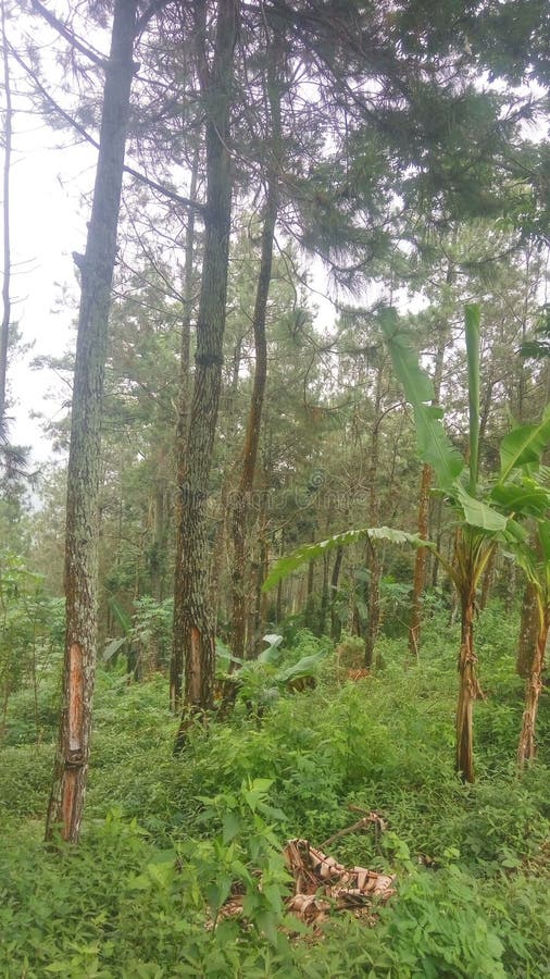 The Jungle in the World Indonesia Country Stock Photo - Image of forest ...