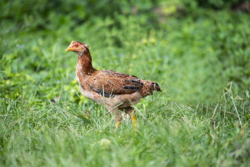 Junglefowl stock image. Image of hybrids, bird, ancestors - 244899447