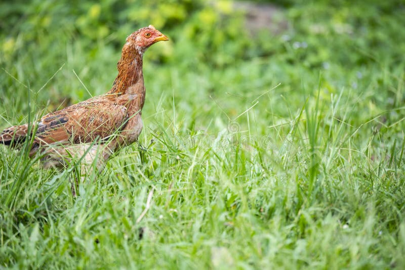 Junglefowl stock image. Image of bird, gallus, ancestors - 244899451