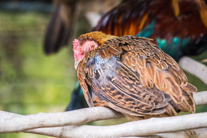 Junglefowl on the tree stock image. Image of beautiful - 248959617