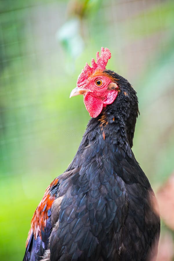 Native Junglefowl in Thai stock image. Image of poultry - 246782293