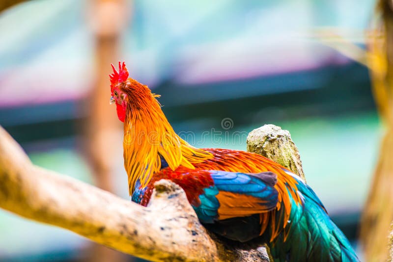 Junglefowl on the tree stock photo. Image of chicken - 247680332