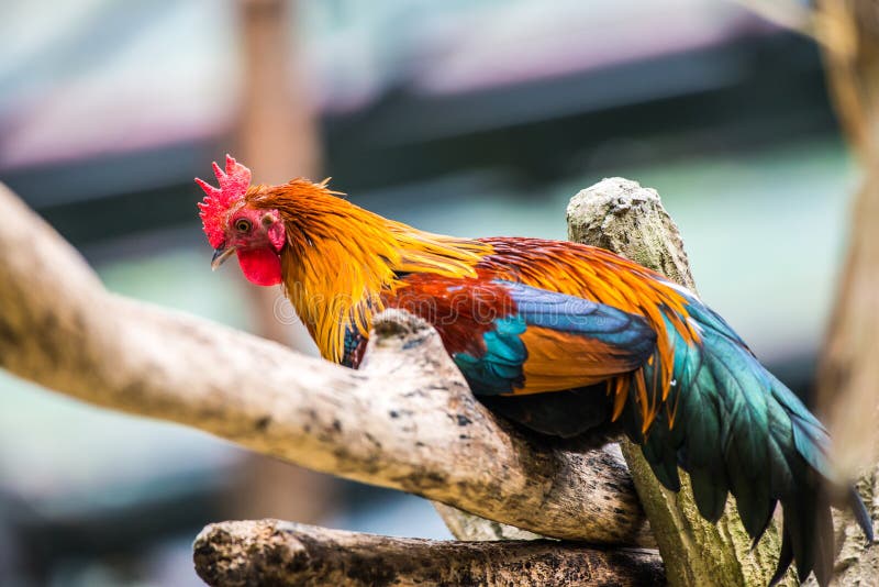 Junglefowl on the tree stock photo. Image of show, efowl - 247680340