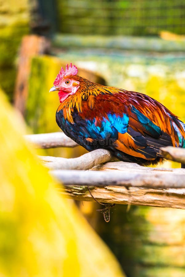 Junglefowl on the tree stock image. Image of animal - 247680349