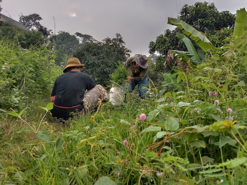 Jungleland editorial photo. Image of jumgle, forest - 289679586