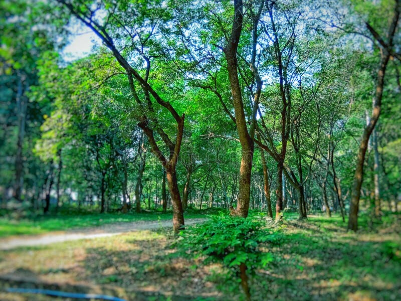 Jungles Green Tree India HDR Photo stock - Image du inde, arbre: 165417576