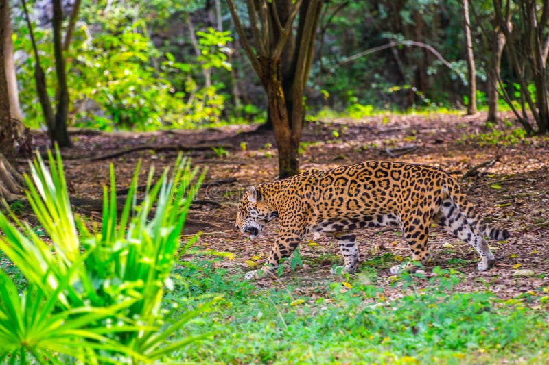 Jungles of Mexico stock photo. Image of endangered, america - 56669184