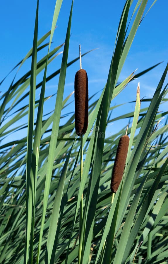 Jungles Raupo Stock Photos - Free & Royalty-Free Stock Photos from ...