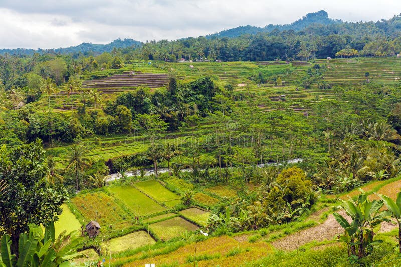 Jungles with River an Rice Field, Bali Stock Image - Image of nature ...
