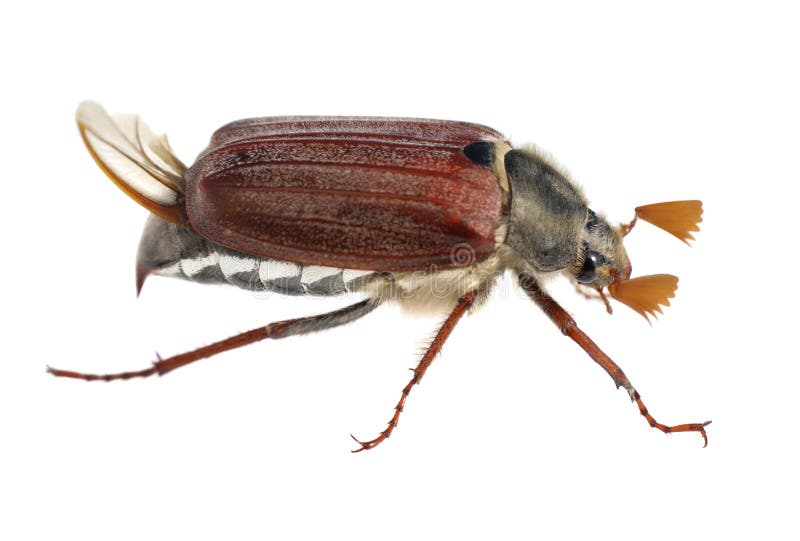 Junikever stock afbeelding. Image of bladeren, groen - 144993387