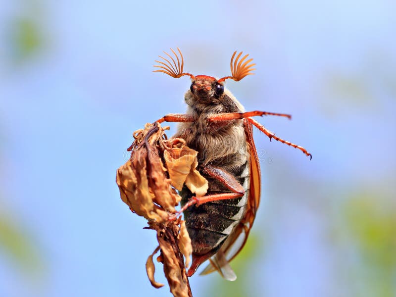Junikever stock afbeelding. Image of beeld, nave, dier - 40935367