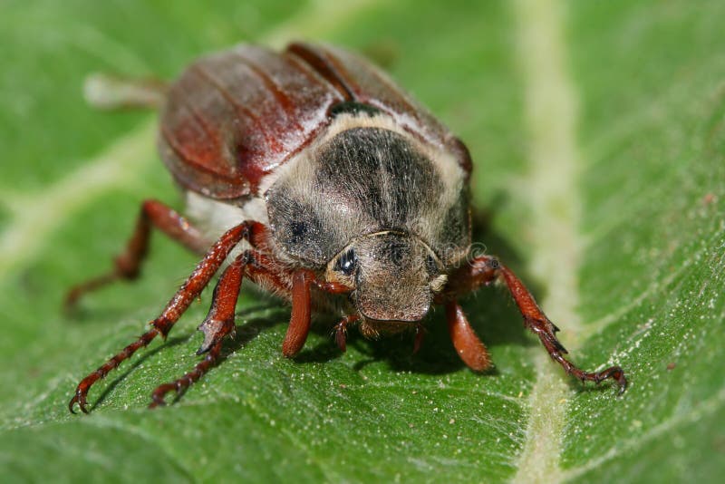 Junikever stock afbeelding. Image of nave, junikever, kever - 5227073