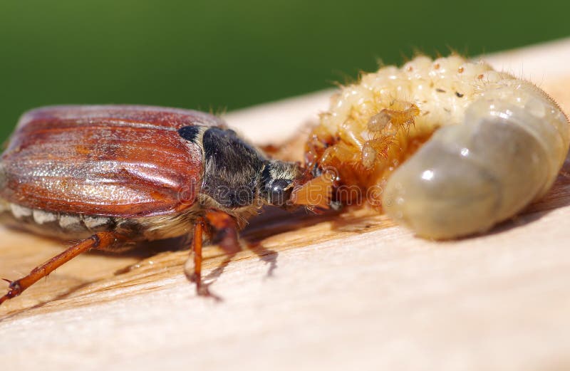 Junikever En Larve Van Junikever Stock Afbeelding - Image of dier, tuin ...